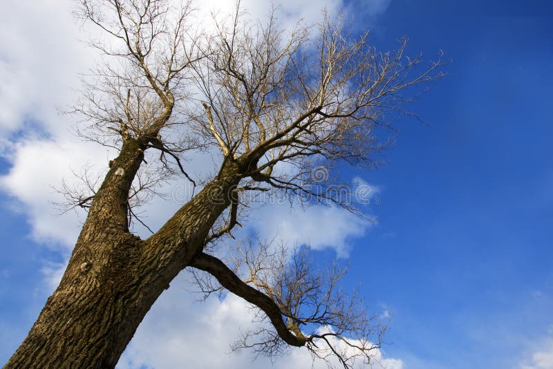 Bare tree stock image. Image of bare, tree, vegetable - 8304781