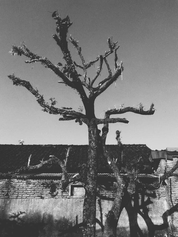 Bare Tree alone stock image. Image of alone, white, bare - 92867825