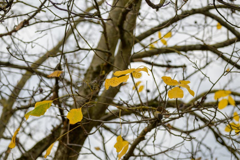 Bare Tree in Autumn with a Few Leaves Stock Image - Image of color ...