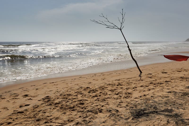 Bare Tree Beach Rough Waves Stock Photos - Free & Royalty-Free Stock ...