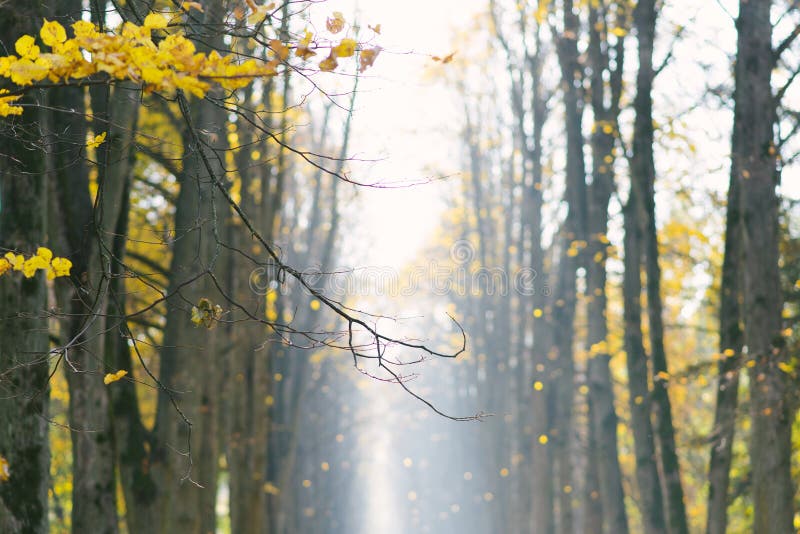 Tree Branch in the Autumn Forest Stock Image - Image of colorful ...