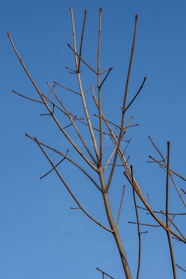 Bare Tree Branch Close up stock photo. Image of quebec - 173447526