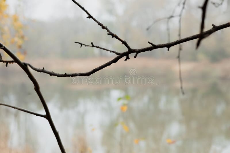Bare Tree Branch Extends Over Tranquil Pond Covered in Mist with Sky ...