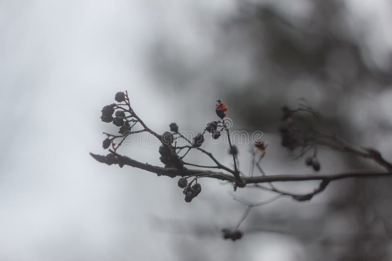 Bare Tree Branch in Morning Mist Stock Photo - Image of botany, lichens ...