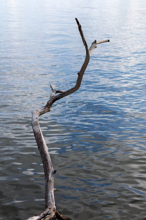 Tree Branch Against Water Surface Stock Photo - Image of tree, branch ...