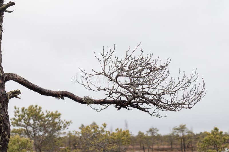Bare Tree Branch Sparse Branches Against Gray Background Stock Photos ...