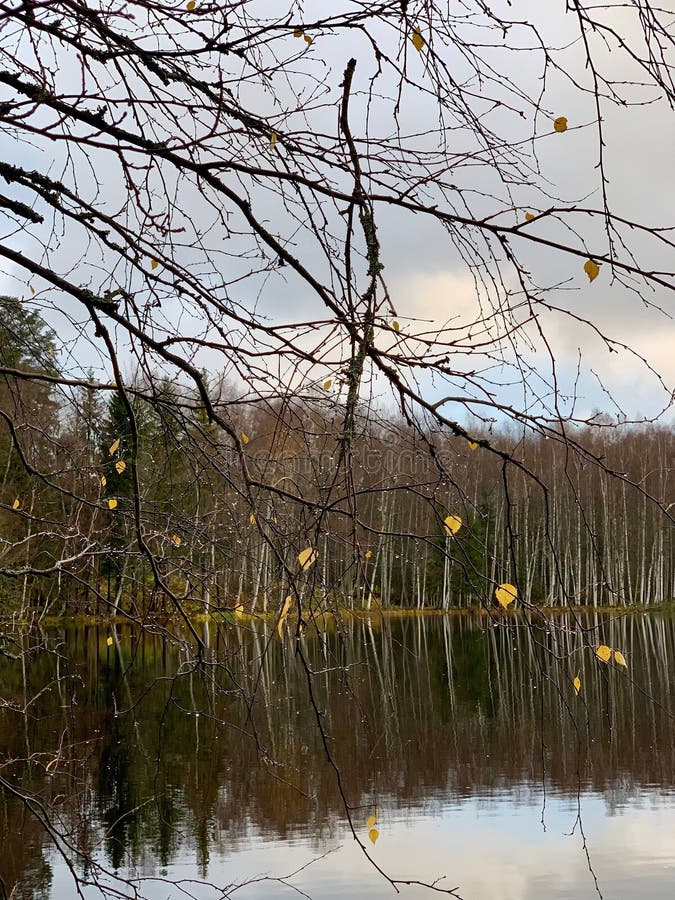 Bare Tree Branches Above a Reflective Lake Stock Image - Image of fresh ...