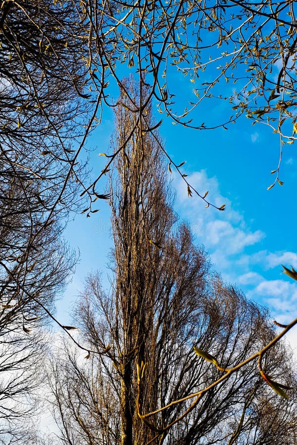 Bare Tree Branches Against Blue Sky, Vertical Photo. the Concept of ...