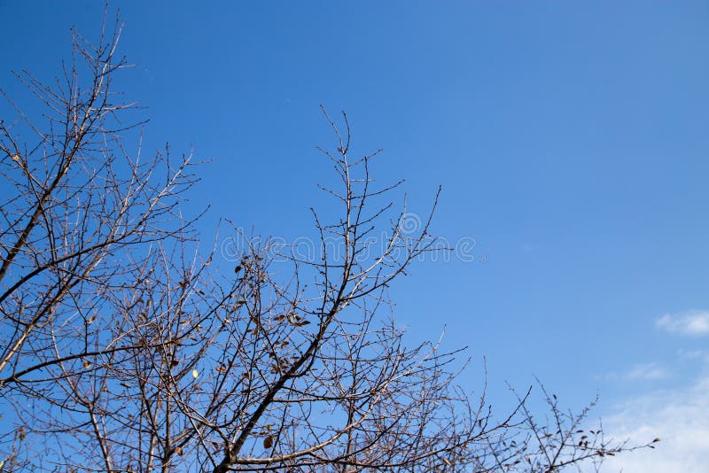 Bare Tree Branches Against the Sky Stock Photo - Image of field, black ...