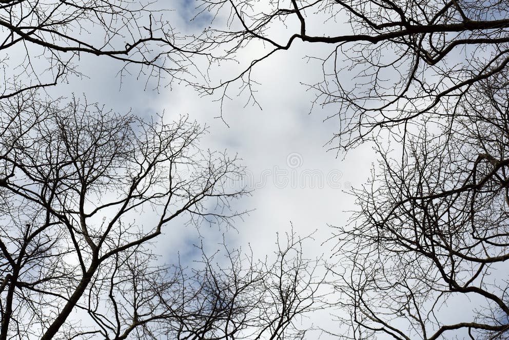 Bare Tree Branches Against Sky. Stock Photo - Image of deciduous ...