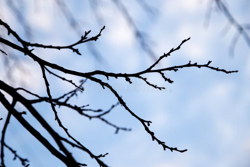Bare Tree Branches Against the Sky at Sunset Stock Photo - Image of ...