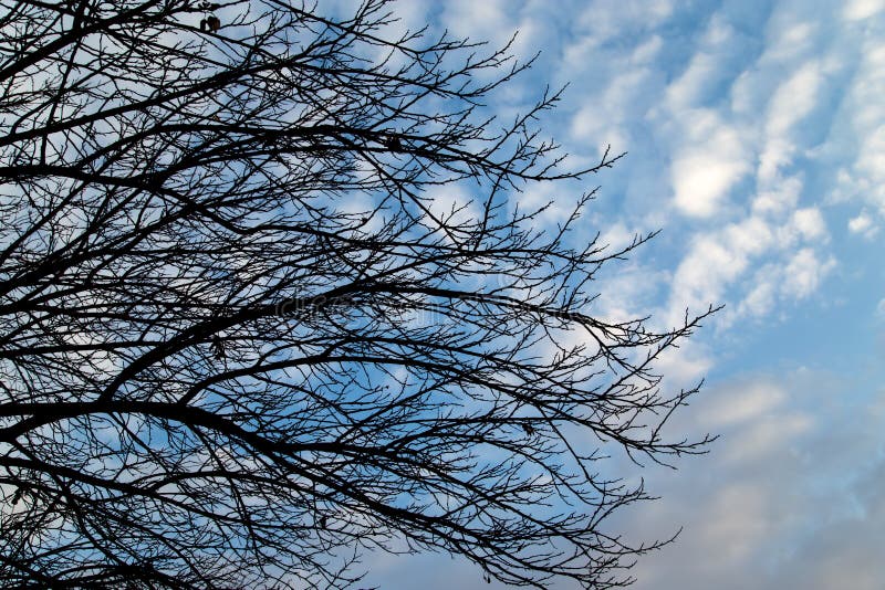 Bare Tree Branches Against The Sky At Sunset Stock Photo - Image of ...