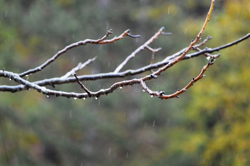 Bare Tree Branches in the Autumn Rain Stock Photo - Image of plant ...