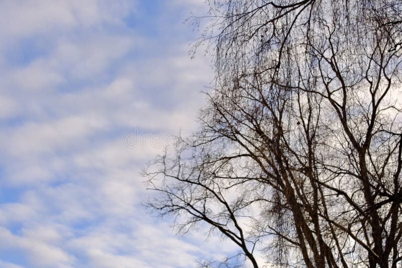 Bare Tree Branches on Blue Sky Background with White Clouds with Copy ...