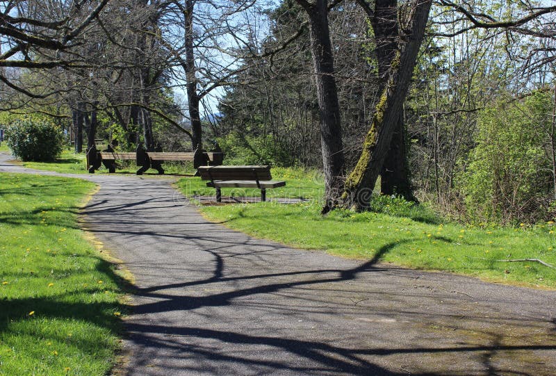 Bare Tree Branches Cast Shadows on a Walkway Stock Image - Image of ...
