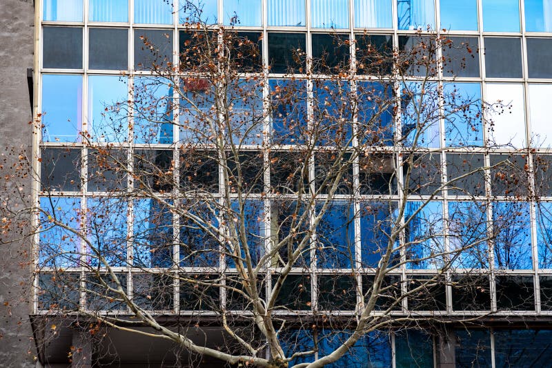 Bare Tree Branches with Dry Brown Leaves on Glazing Wall Background of ...