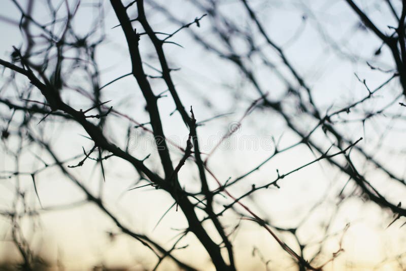 Bare Tree Branches in Evening Autumn Light Stock Image - Image of blue ...