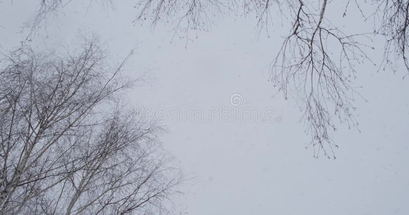 Bare Tree Branches Extend Against a Cloudy Winter Sky As Snowflakes ...
