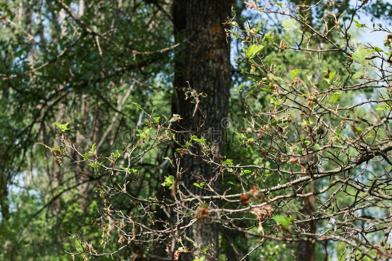 Bare Tree Branches in the Forest, Silkworm Larvae Ate the Leaves Stock ...