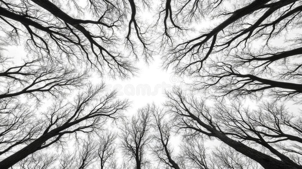 Bare Tree Branches Form a Circular Canopy Stock Illustration ...