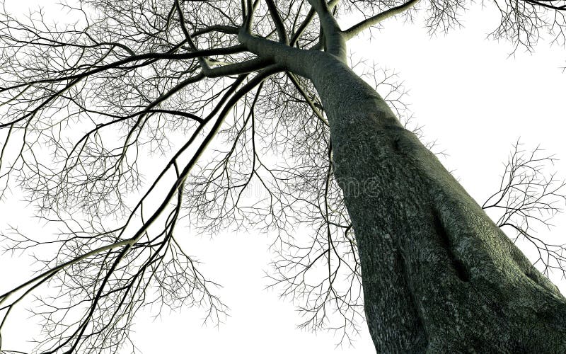 Branches Dead Texture Stock Illustrations – 256 Branches Dead Texture ...