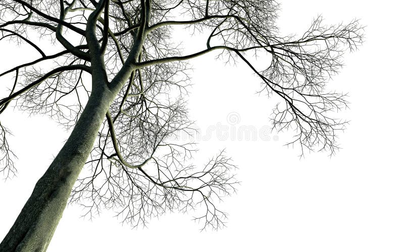 Branches Dead Texture Stock Illustrations – 256 Branches Dead Texture ...