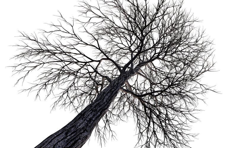 Branches Dead Texture Stock Illustrations – 256 Branches Dead Texture ...