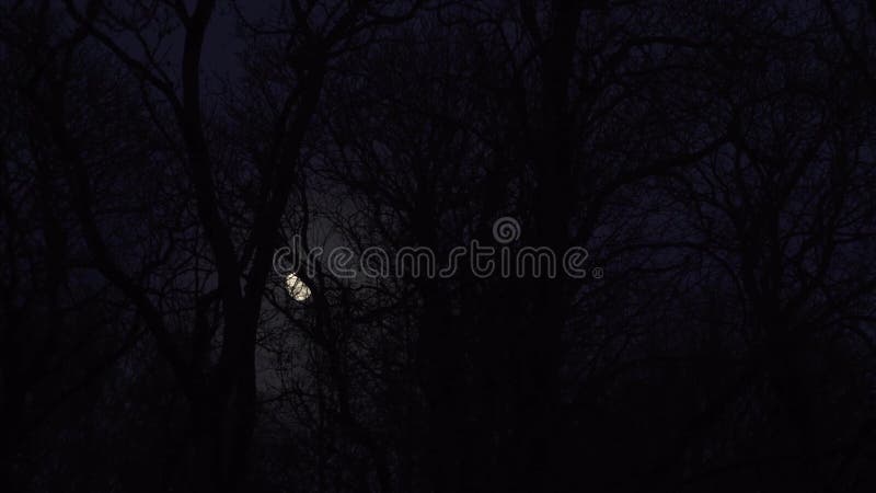 The Bare Tree Branches at Night Against a Full Moon Panorama Stock ...