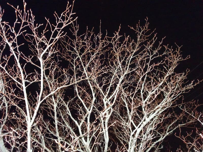 Winter tree branches stock image. Image of idyllic, pine - 106240381