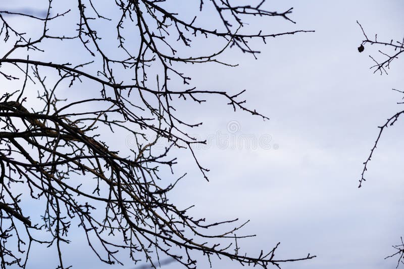 Bare Tree Branches on a Pale White Background Stock Image - Image of ...