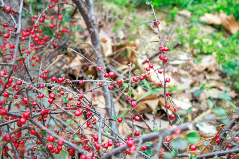 Bare Tree Branches and Red Berries in the Nature in the Daylight Stock ...