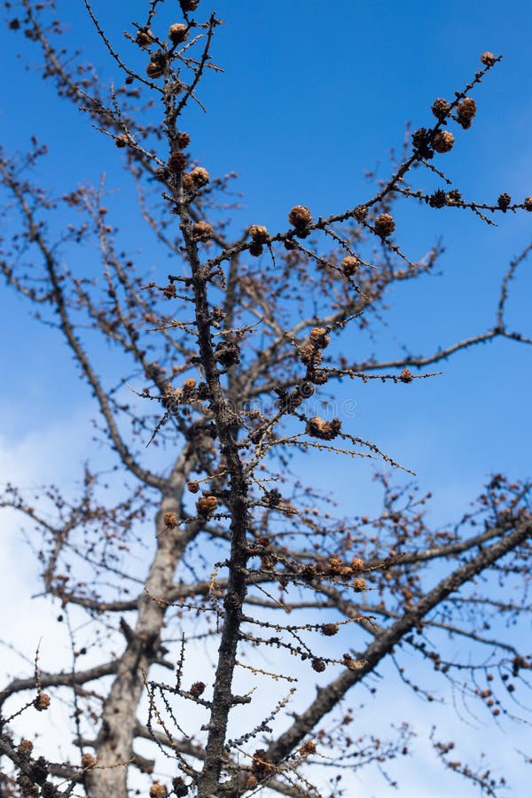 Bare Tree Branches with Round Balls Against Blue Sky at Winter T Stock ...