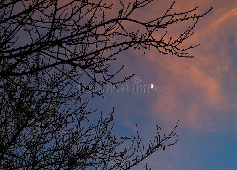 282 Tree Half Bare Stock Photos - Free & Royalty-Free Stock Photos from ...