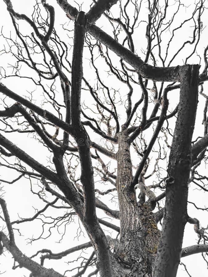 Bare Tree Branches Similar in Shape To a Thunderstorm, Branches Against ...