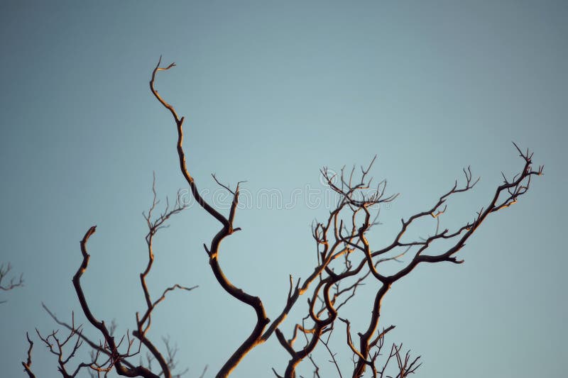 Bare Tree Branches Stretch Skyward, Their Dark Twisted Forms Glowing in ...