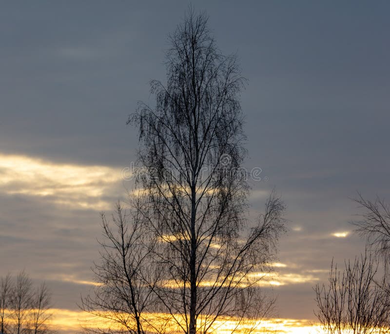 Bare Tree Branches at Sunset in Winter Stock Image - Image of ...