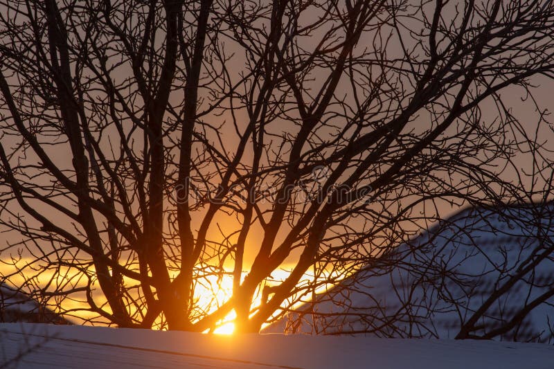 Bare Tree Branches at Sunset in Winter Stock Image - Image of sunset ...
