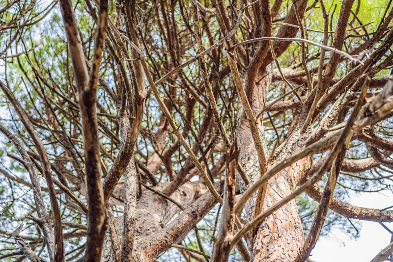 Bare Tree Branches on a Teal Blue Sky Background Stock Image - Image of ...