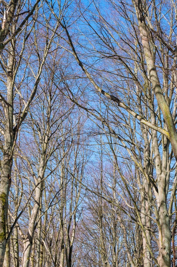 Trees without Leaves. Bare Tree Branches. Empty Tree Branches Against ...