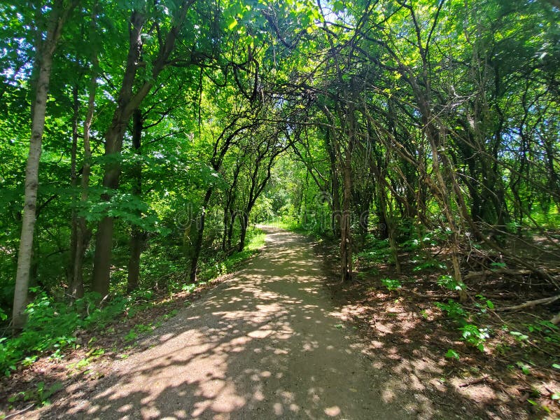 Tangle of Branches stock photo. Image of beautiful, green - 223766116