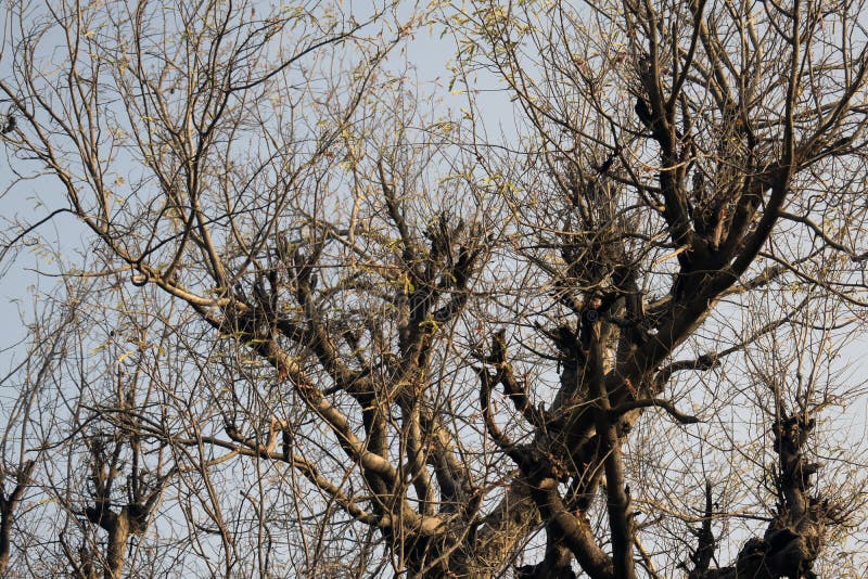 Bare Tree Branches on a White Pale Sky Stock Photo - Image of tree ...