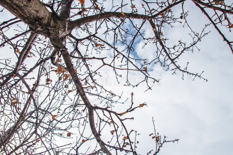 Bare Tree Branches stock photo. Image of leafless, lonely - 88988026