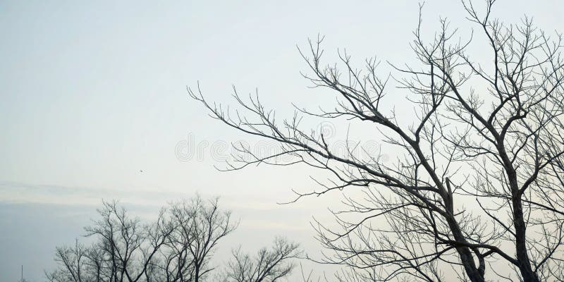 Bare Tree Branches on a White Pale Sky Stock Illustration ...