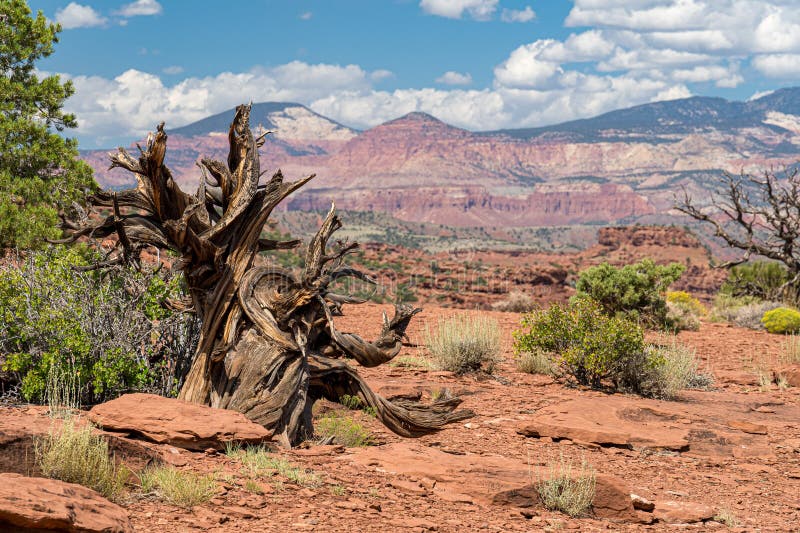 Bare Tree in Capitol Reef National Park in Southern Utah Stock Image ...