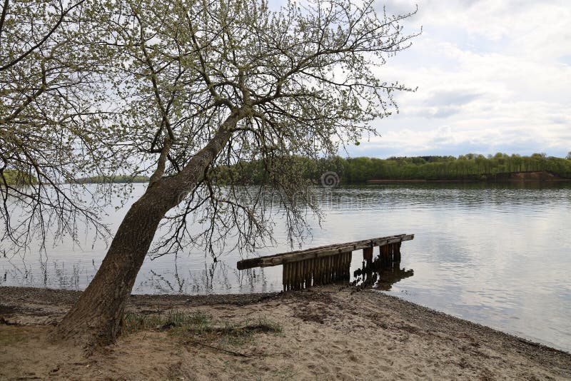 Bare Tree by the Clean Lake Under a Beautiful Cloudy Sky Stock Image ...