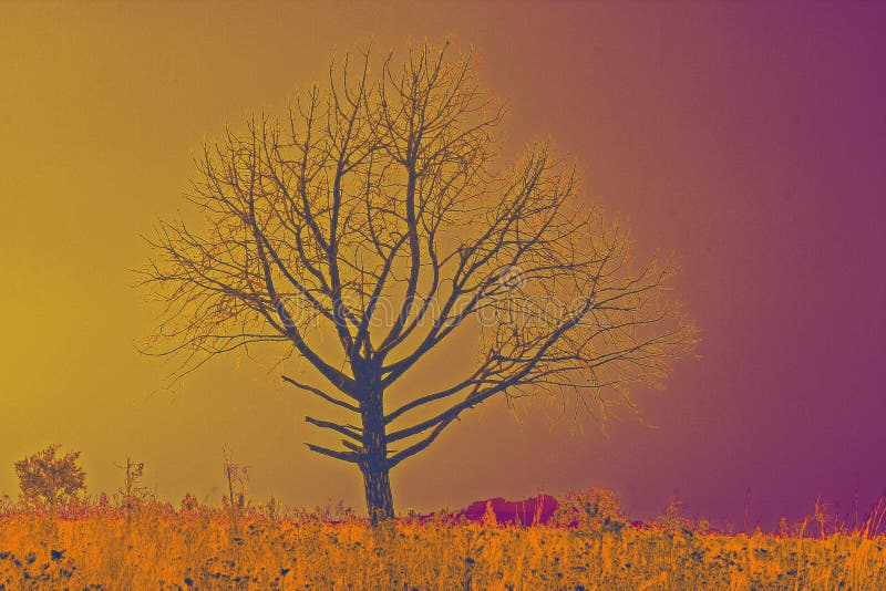 BARE TREE with COLOUR GRADIENT EFFECT Stock Photo - Image of beauty ...
