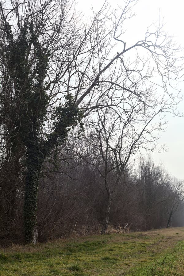Bare Tree Covered by Ivy by the Edge of a Forest on a Cloudy Day in the ...