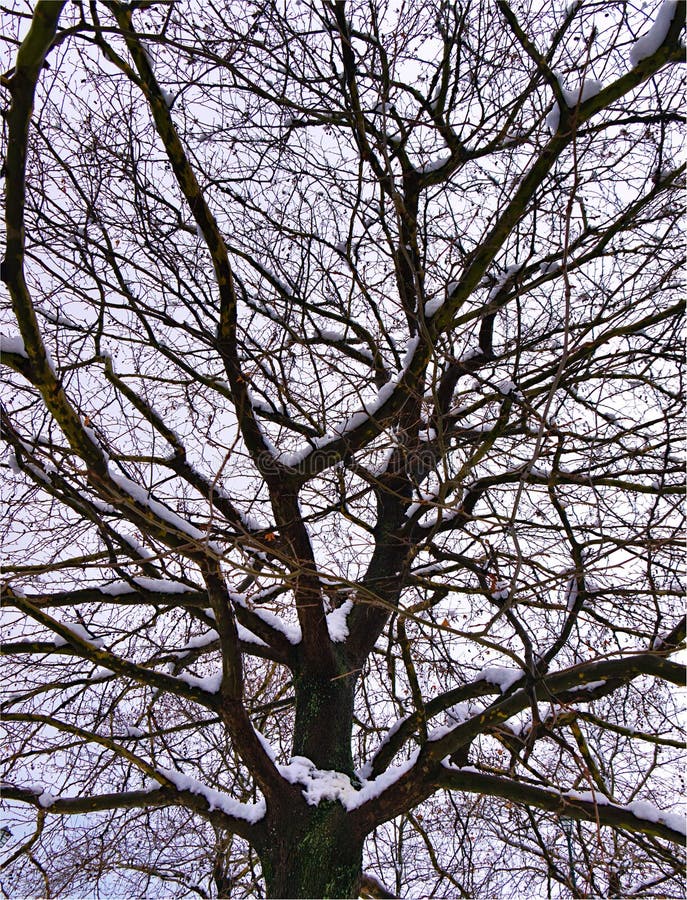 Bare Tree Covered in Snow. Winter Tree Branches and Twigs Silhouette ...