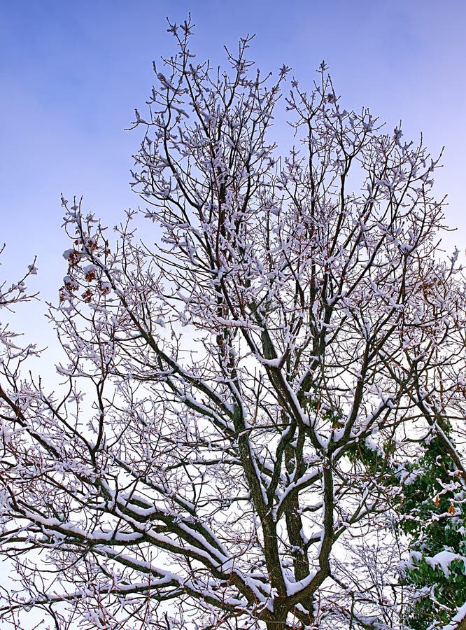 Bare Tree Covered with Snow, Winter Scene Stock Photo - Image of fresh ...
