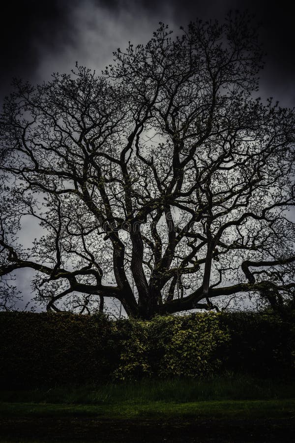 Bare Tree with Dark Clouds Above Stock Image - Image of sunset, scene ...